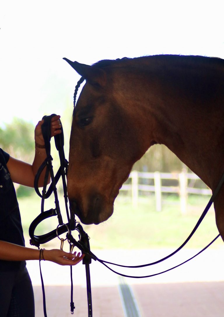 Bit fit consult - TIBO Equestrian