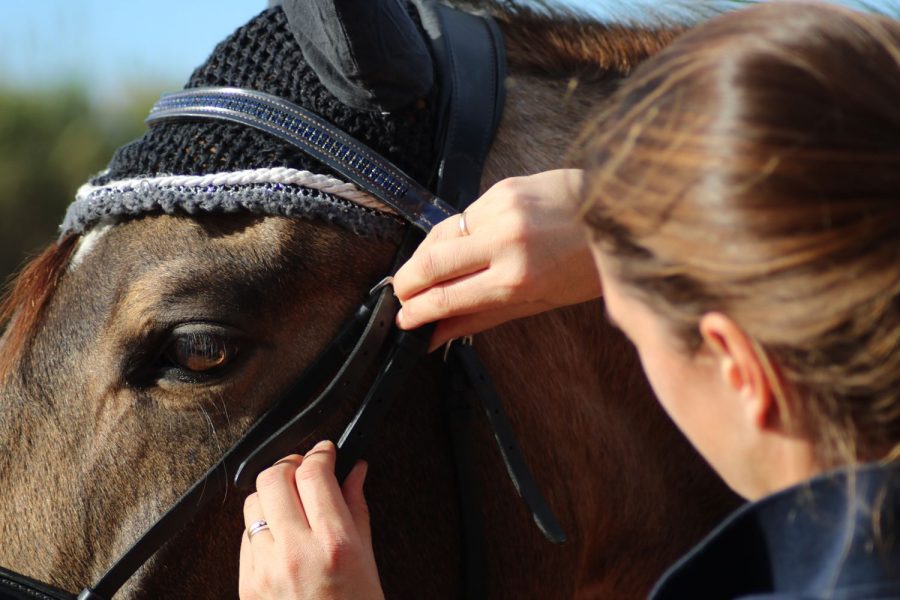 Bit fit consult - TIBO Equestrian
